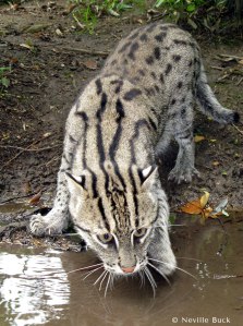 Fishing Cat Conservation Alliance