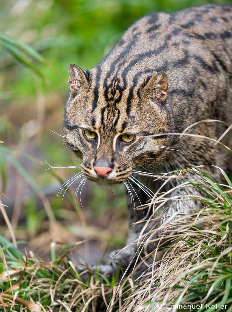Fishing Cat Conservation Alliance