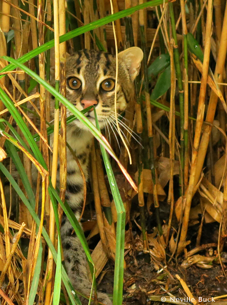 Fishing Cat Conservation Alliance