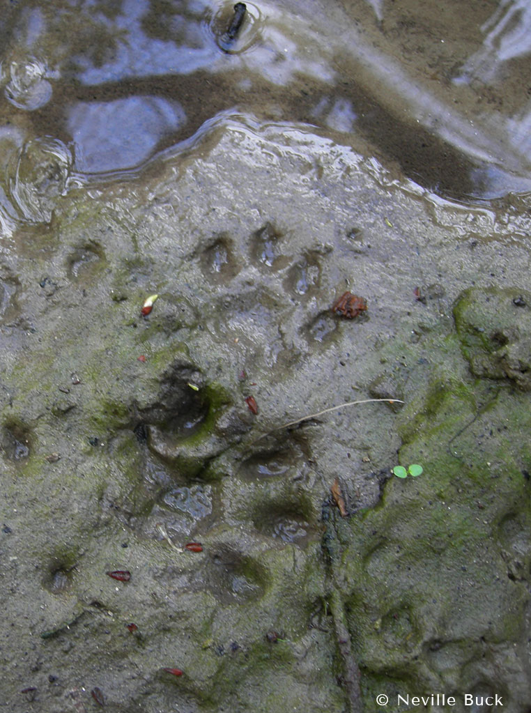 Fishing Cat Conservation Alliance