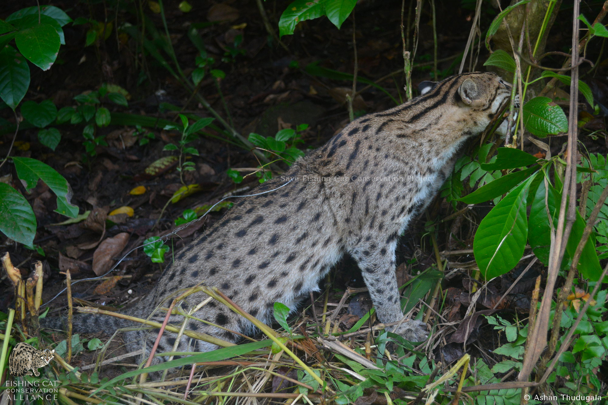 The Fishing Cat – Fishing Cat Conservation Alliance